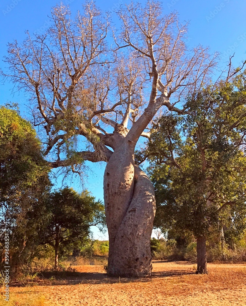 Baobab tree Amoureux baobabs in love. Giant Amorous baobab. Miracle of ...