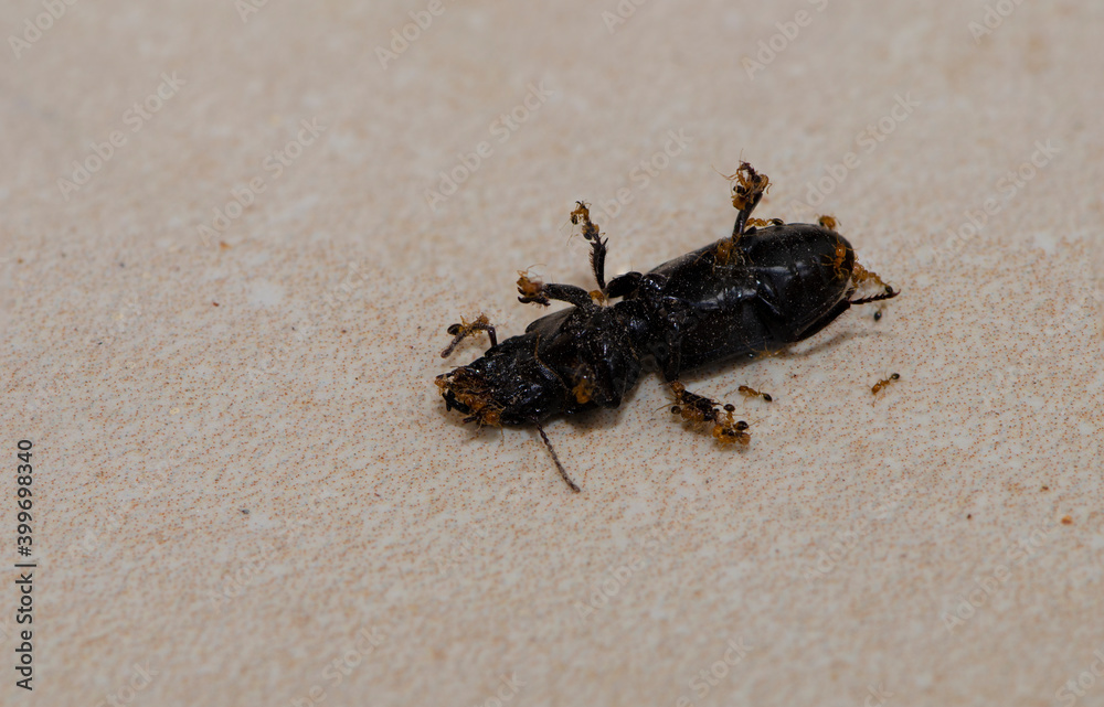 disinfection of home pests dead rat on the floor decay process termites ...