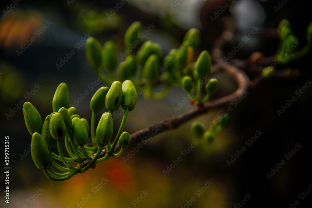 Hoa Mai tree (Ochna Integerrima) flower, traditional lunar new year ...
