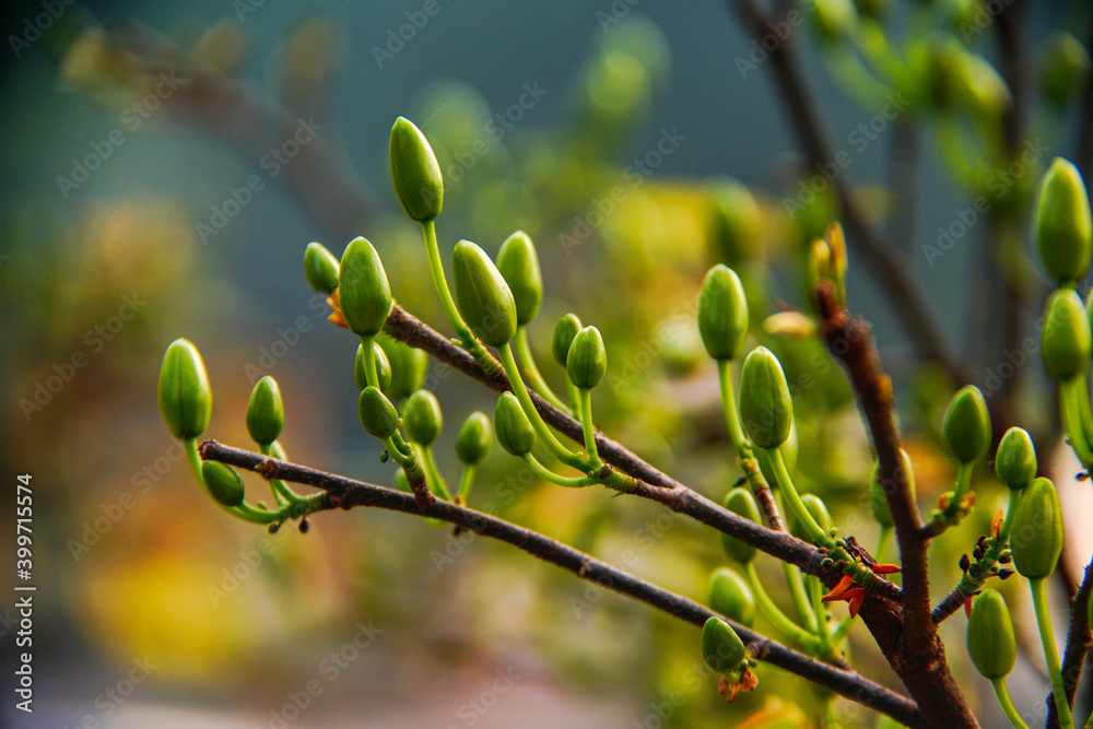 Hoa Mai tree (Ochna Integerrima) flower, traditional lunar new year ...