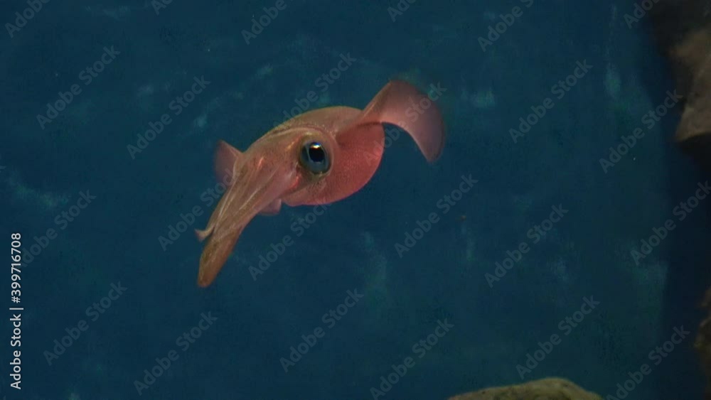 Bigfin reef squid swimming in the water tank. Oval squid. Sepioteuthis ...