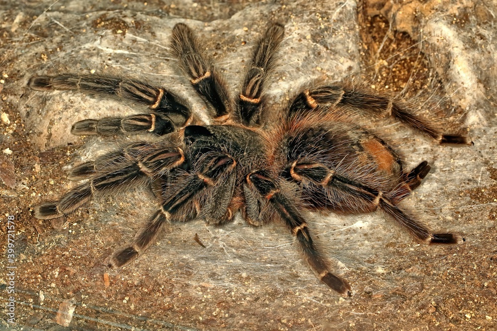 Hairy Tarantula spider walking along the ground. Theraphosidae. Stock ...