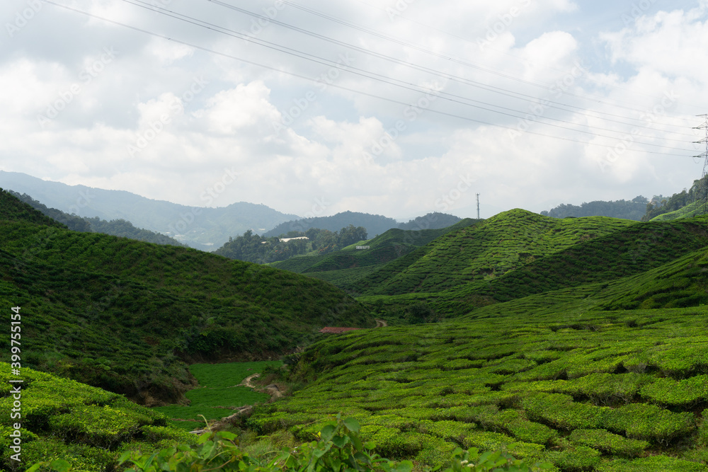 Overview of the Cameron Highlands tea plantations in Malaysia. This ...