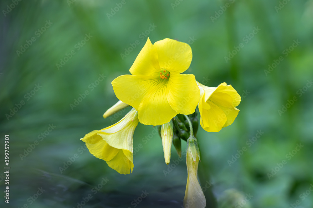 Yellow Oxalis pes-caprae, Bermuda buttercup or African wood-sorrel ...