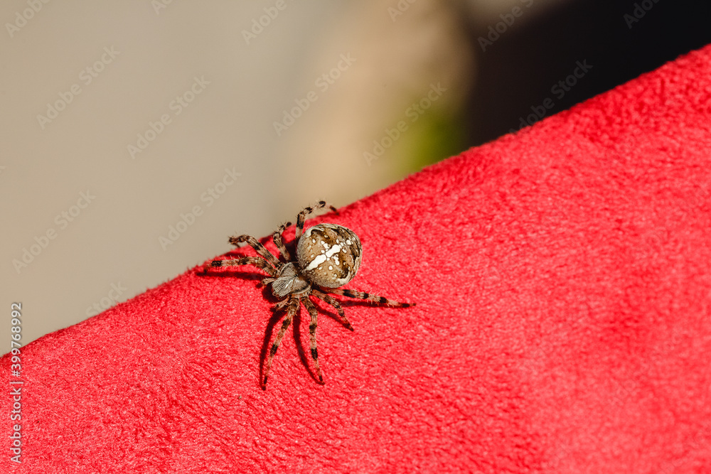 Spider cross. Wild dangerous poisonous arachnid. Arachnophobia. Fear of ...