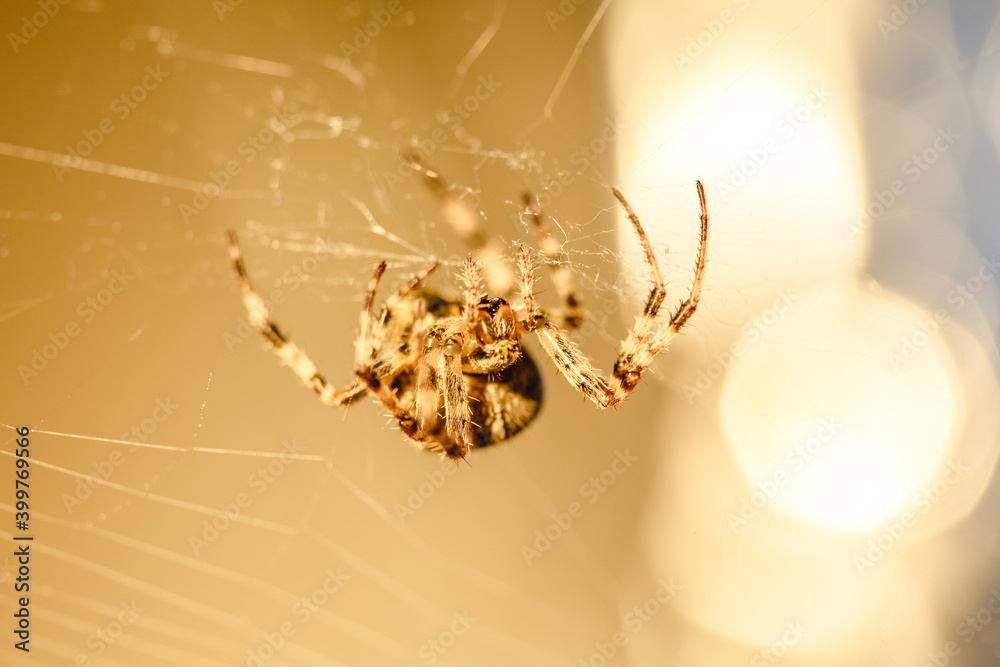 Spider cross. Wild dangerous poisonous arachnid. Arachnophobia. Fear of ...