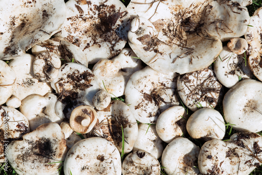 White Lactarius resimus mushroom genus Lactarius family Russulaceae ...