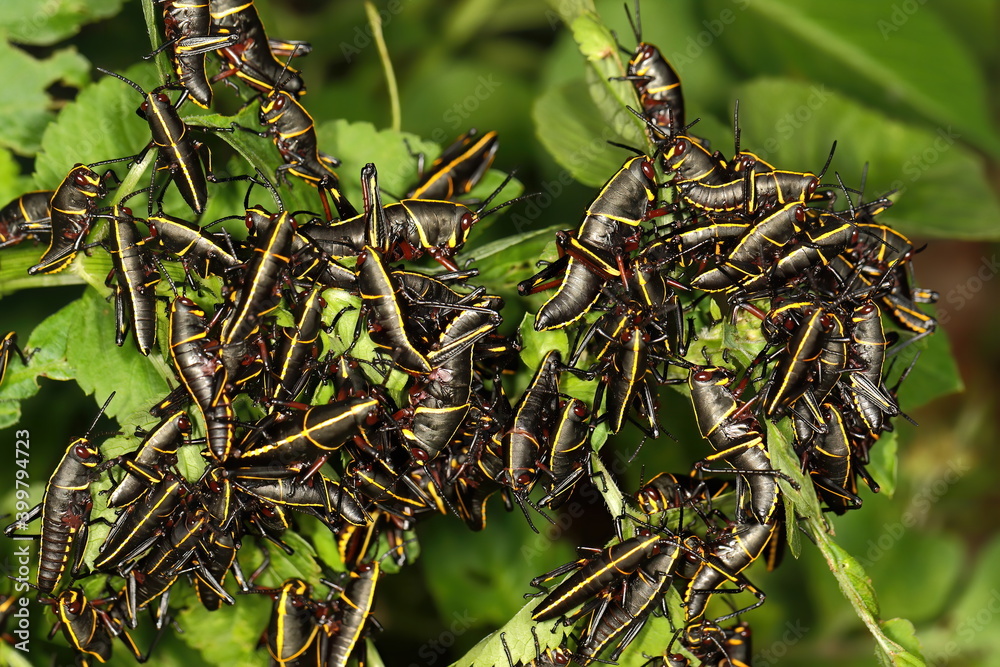 Macro photograph of dozens of nymph Eastern lubber grasshoppers ...