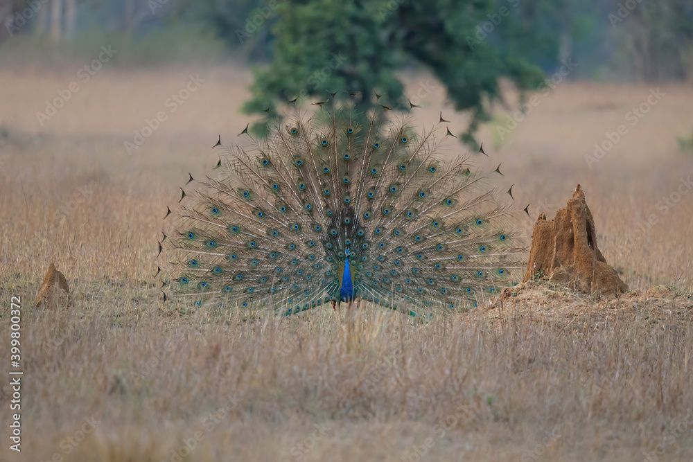 Indian peafowl (Pavo cristatus), also known as the common peafowl, fans ...