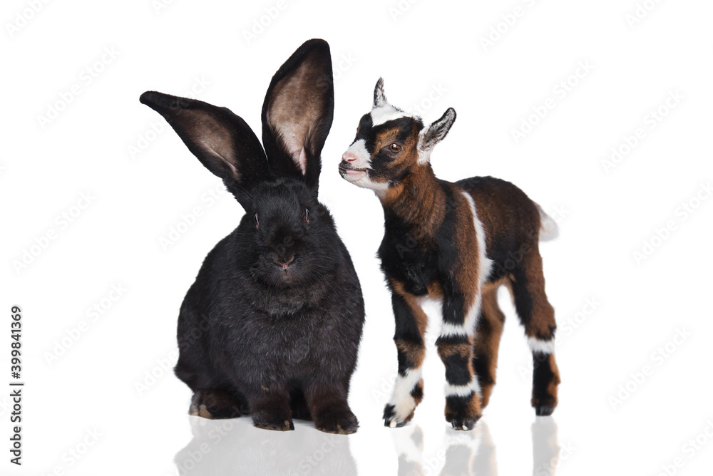 Little newborn baby goat together with big flemish giant breed rabbit ...