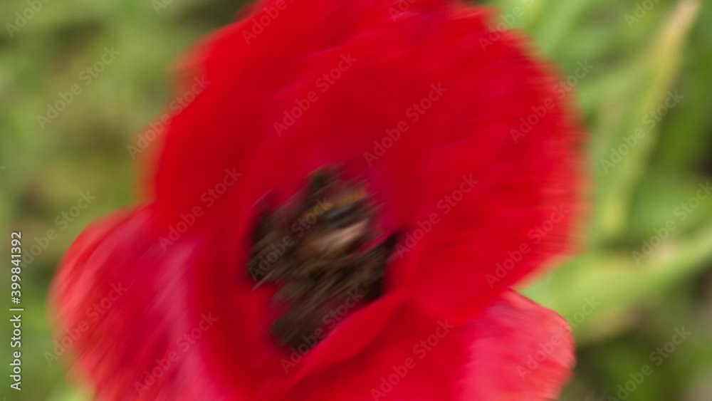 Macro closeup of a white-tailed bumble bee, Bombus lucorum, gathering ...
