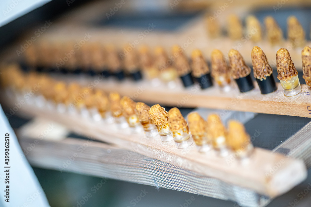 queen cell for larvae queen bees In an incubator . beekeeper in apiary ...
