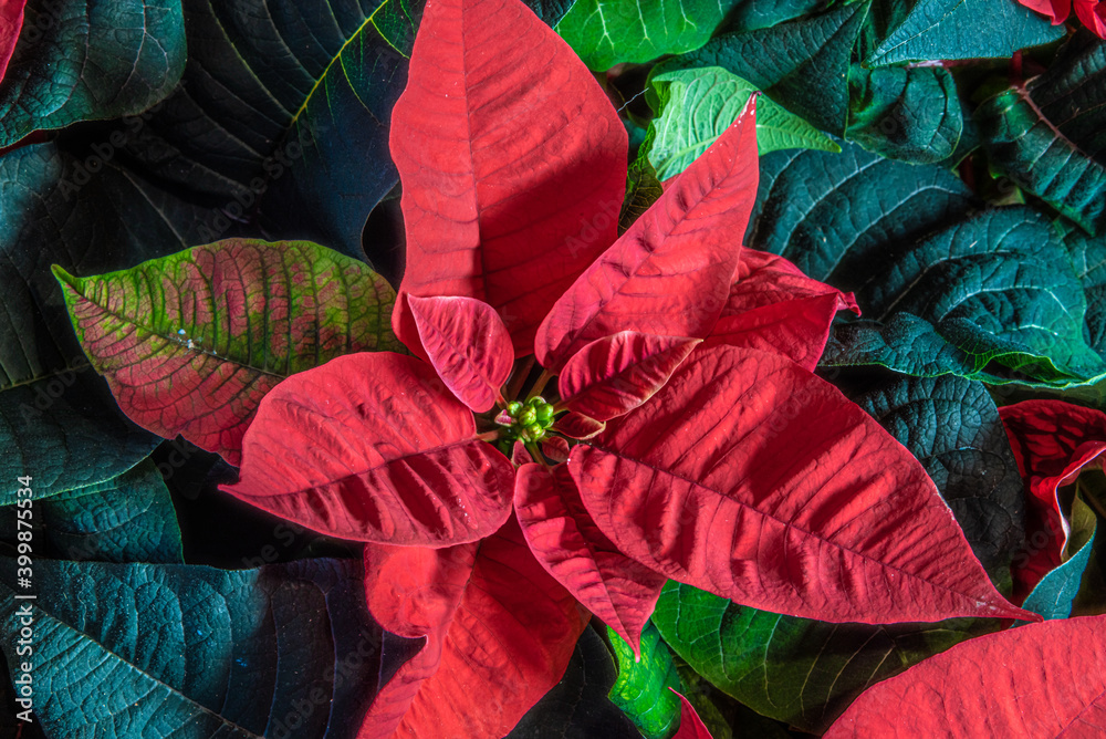Christmas flower the poinsettia plant with bright red leaves, huge ...