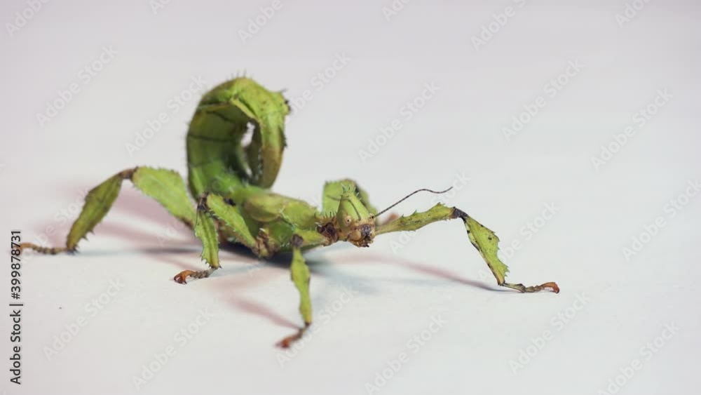 Rack focus on adult female of Extatosoma tiaratum, commonly known as ...