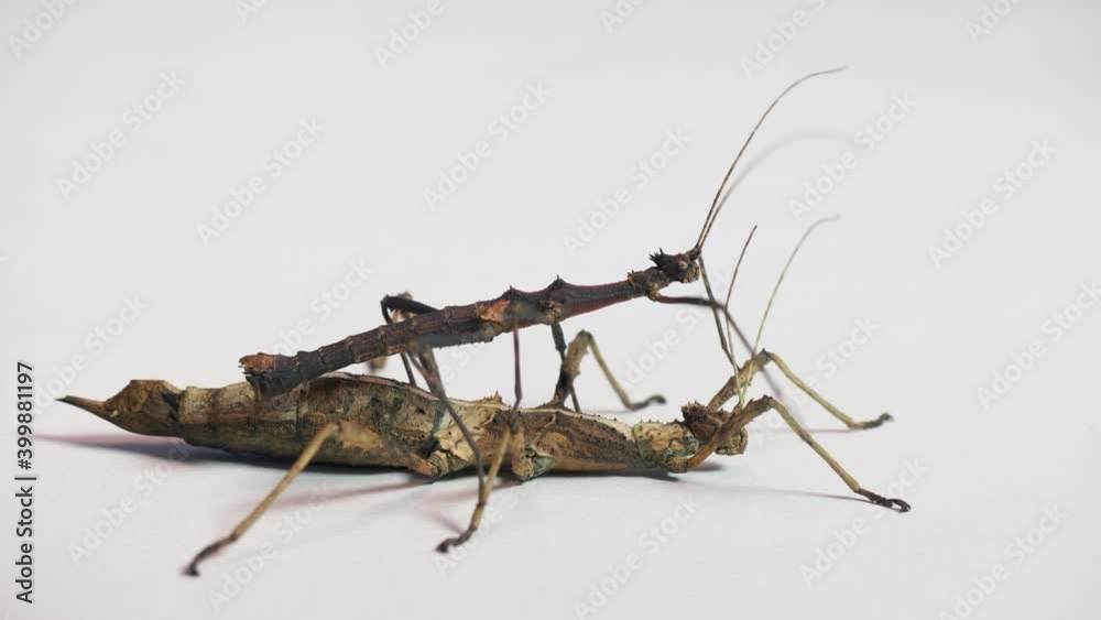 Vidéo Stock Studio shot of adult male and female of Sungaya inexpectata ...