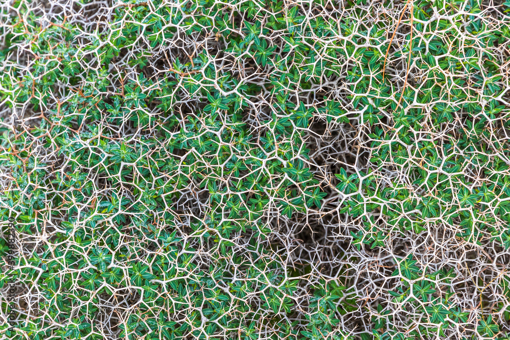 Sarcopoterium spinosum is a flowering perennial bush of Sarcopoterium ...