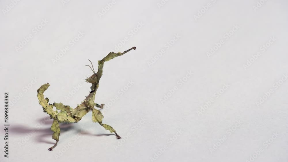 Vidéo Stock Macro shot of a young Extatosoma tiaratum, commonly known ...