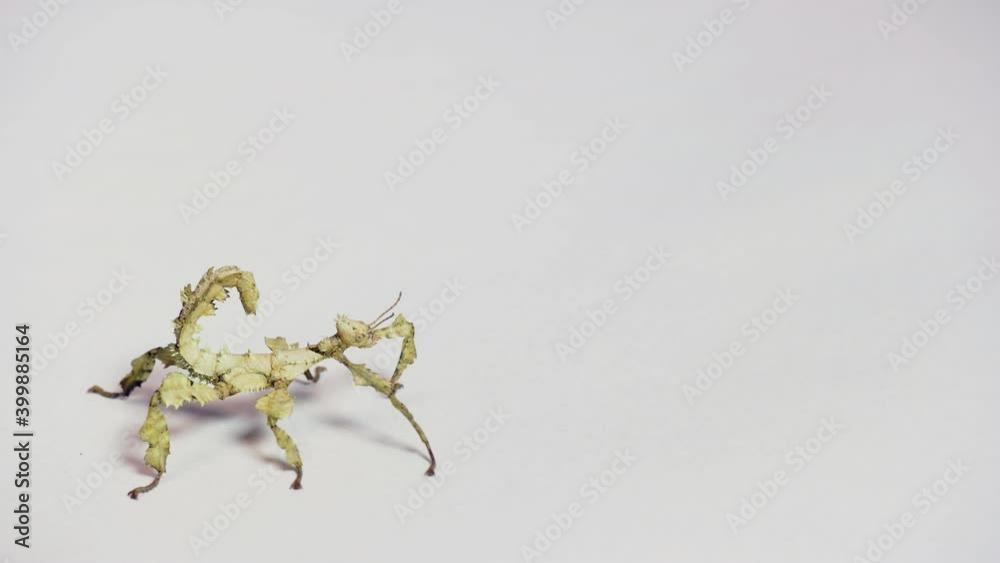 Studio shot of a nymph of Extatosoma tiaratum, commonly known as giant ...