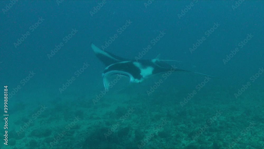 Manta ray swimming towards camera in the Island of Palau. Stock ビデオ ...