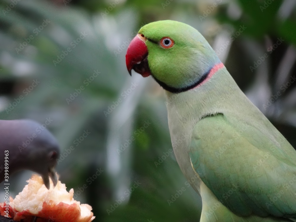 Birds are a group of warm-blooded vertebrates characterized by feathers ...