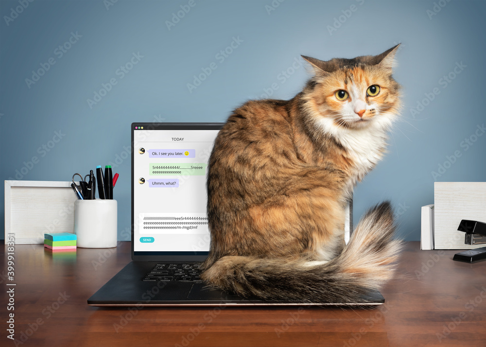 Fotografia do Stock: Cat texting cryptic message while sitting on ...