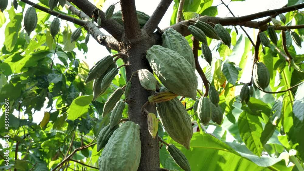 The cocoa tree with fruits, Cocoa-pods grow on the tree, cacao ...