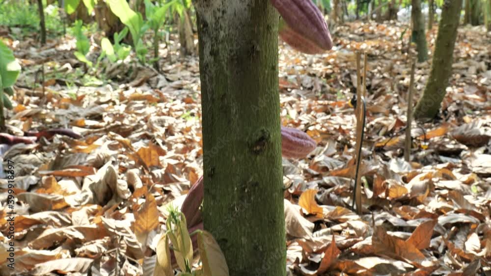 The cocoa tree with fruits, Cocoa-pods grow on the tree, cacao ...