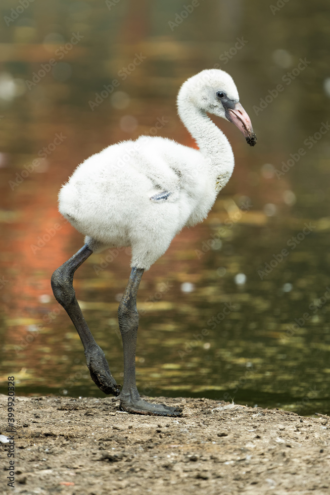 Baby Greater Flamingo
