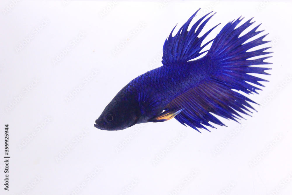 blue crowntail betta fish. The blue betta fish with a yellow ...
