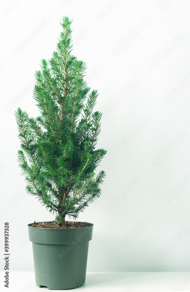 decorative form of the Canadian Fir tree (Picea Glauca Conica) Stock ...
