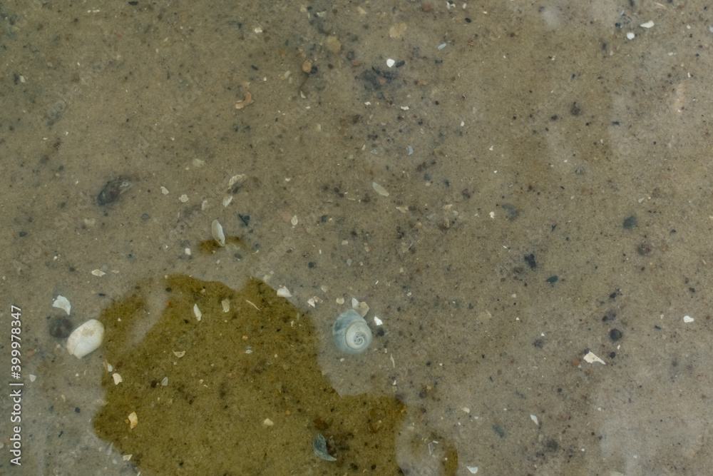Small river shells in the sand at the bottom of the river, near the ...