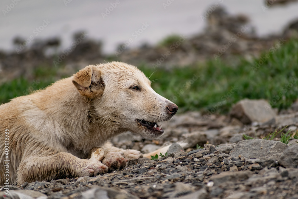 Dog of small size, without breed, with light hair, wet from the rain. A ...