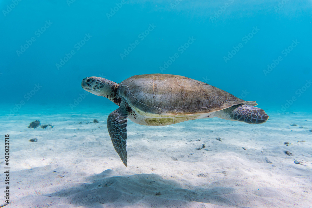 Amazing shot of a sea turtle swimming in the crystally clear water ...