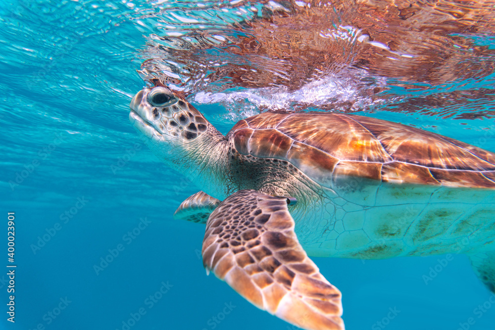 Amazing shot of a sea turtle swimming in the crystally clear water ...