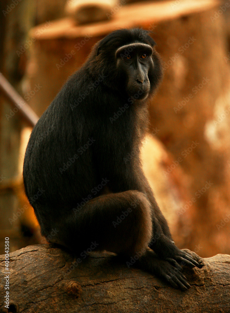 The Celebes crested macaque sitting on a log. Also known as Sulawesi ...