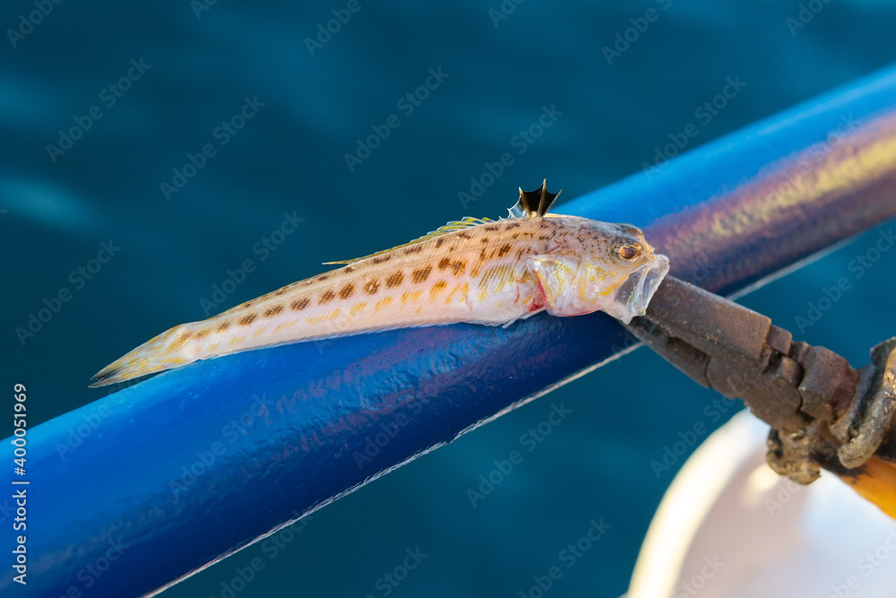 Sea Dragon Trachinus draco dangerous fish of the black sea. selective ...
