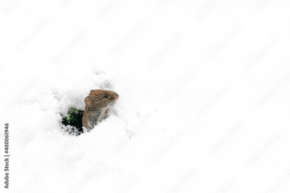 Field mouse (Microtus arvalis) looking from hole in clear snow in ...