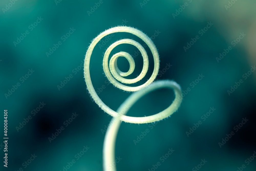 Tendrils of plants by taking very close up shots Stock Photo | Adobe Stock