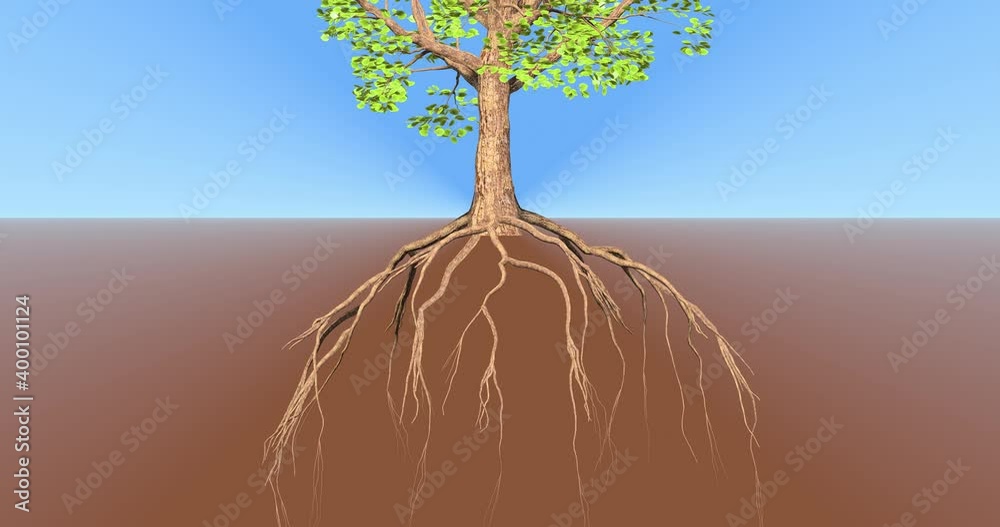 Tree growing while revealing underground roots growth process. Tree ...