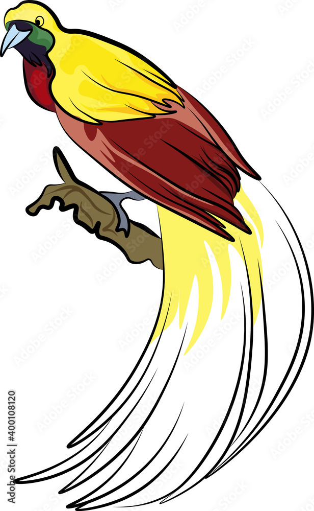 bird of cendrawasih , from papua Stock Illustration | Adobe Stock