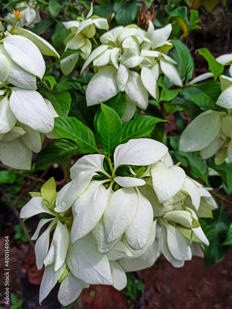 Beautiful mussaenda flower or Nusa Indah. White species Mussaenda ...