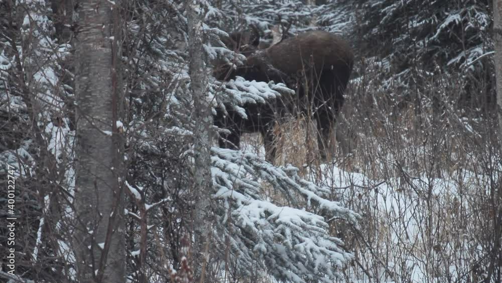 Alaskan bull moose in snowy forest Stock Video | Adobe Stock