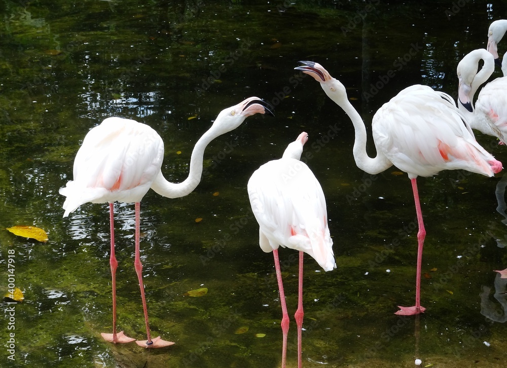Birds are a group of warm-blooded vertebrates characterized by feathers ...