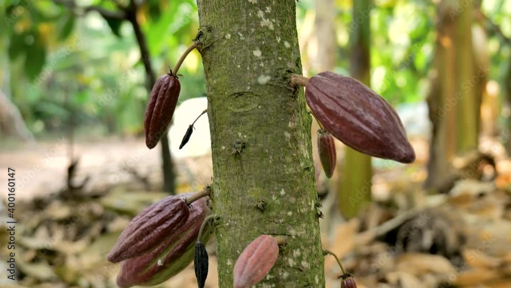 Vidéo Stock The cocoa tree with fruits. Yellow and green Cocoa pods ...