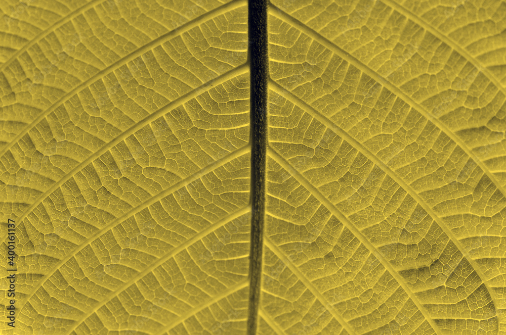 A beautiful Jabon leaf (Anthocephalus macrophyllus), is one of a ...