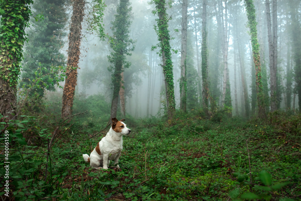 red dog in foggy forest. Jack Russell Terrier in nature. Stock Photo ...
