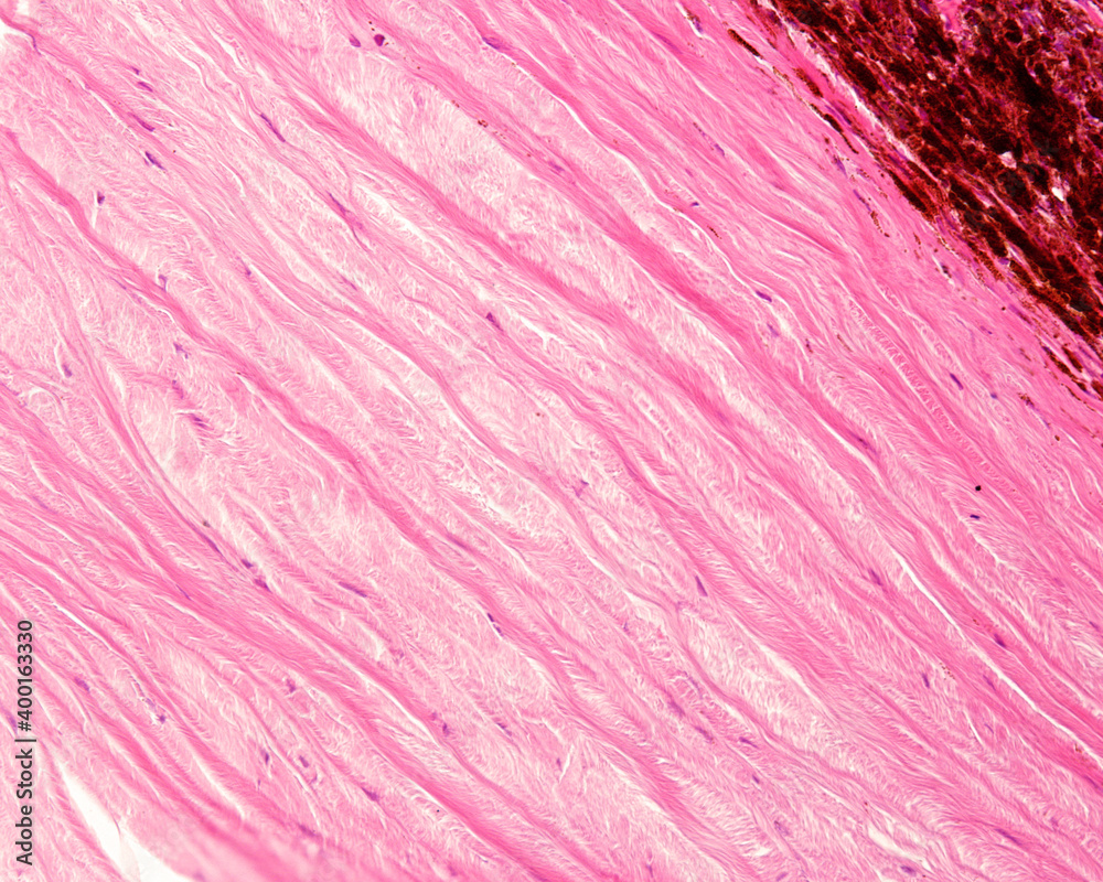 Dense Connective Tissue Under Microscope