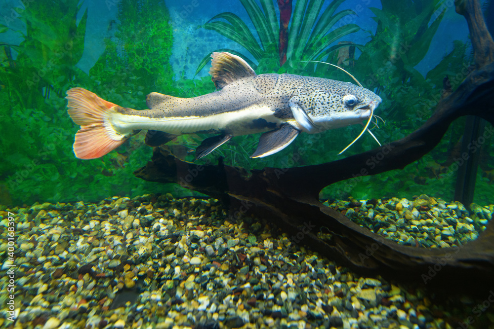Red-tailed catfish in the aquarium. Redtail catfish (Phractocephalus ...