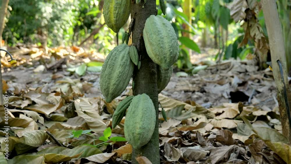 The cocoa tree with fruits. Yellow and green Cocoa pods grow on the ...