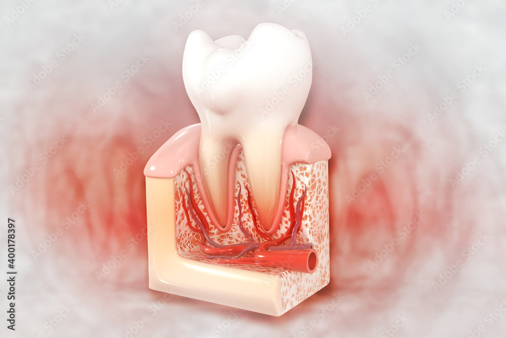 Human tooth cross section.3d illustration Stock Illustration | Adobe Stock